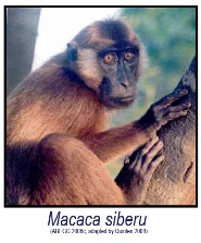 Endemic Flora and Fauna of the Indonesia | Page 2 | SkyscraperCity Forum